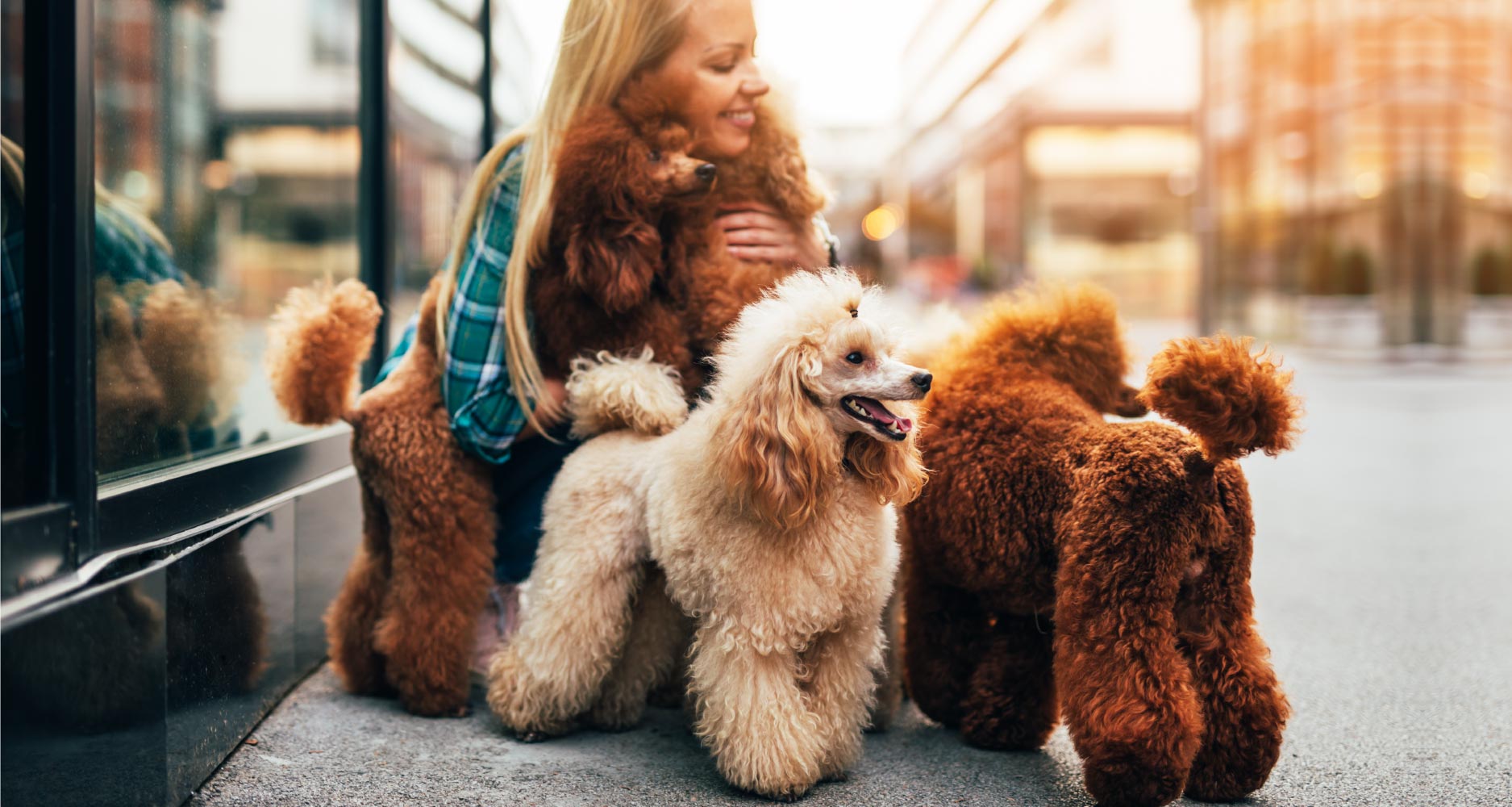 What Are Pet Sitters And How Can They Help PetlifeUK 